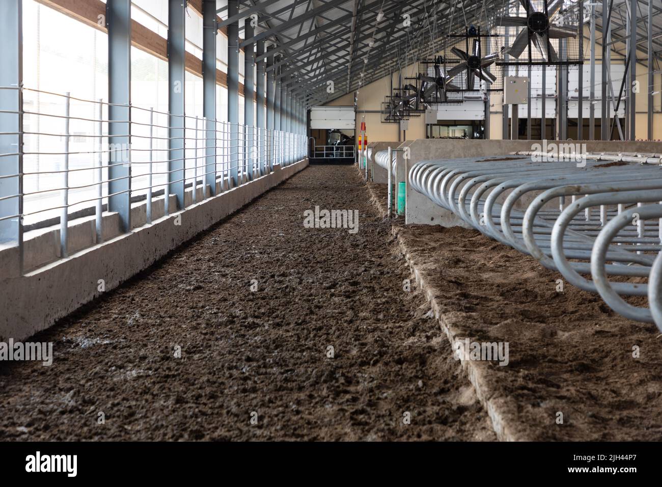 cow stall at a modern dairy farm Stock Photo - Alamy