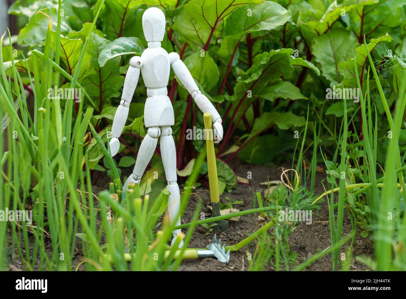 Gardener wooden mannequin works in the garden. Home gardening and plant ...