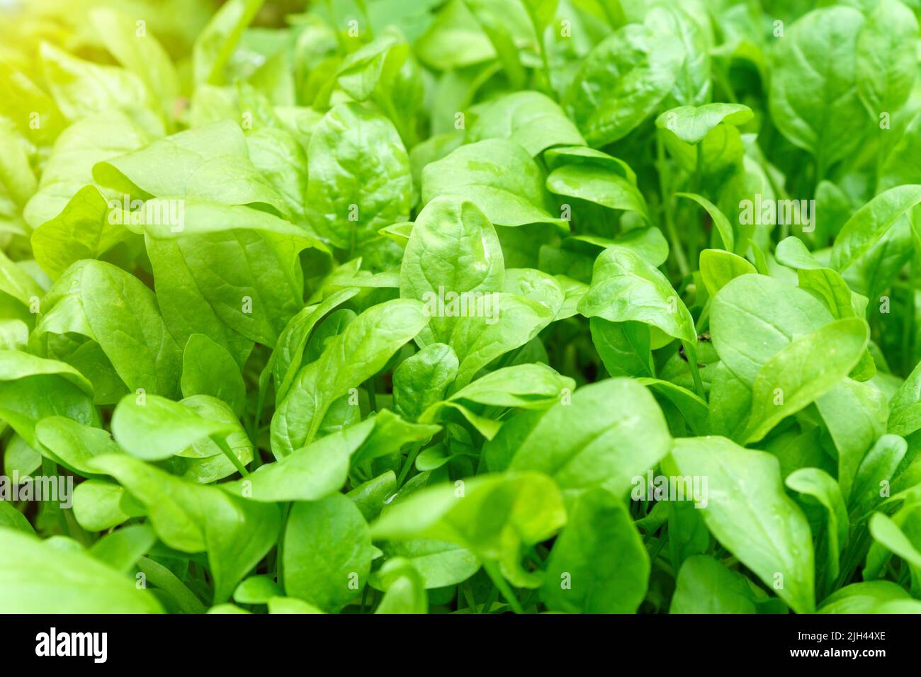 Green spinach growing in the garden on a vegetable farm. Healthy food ...
