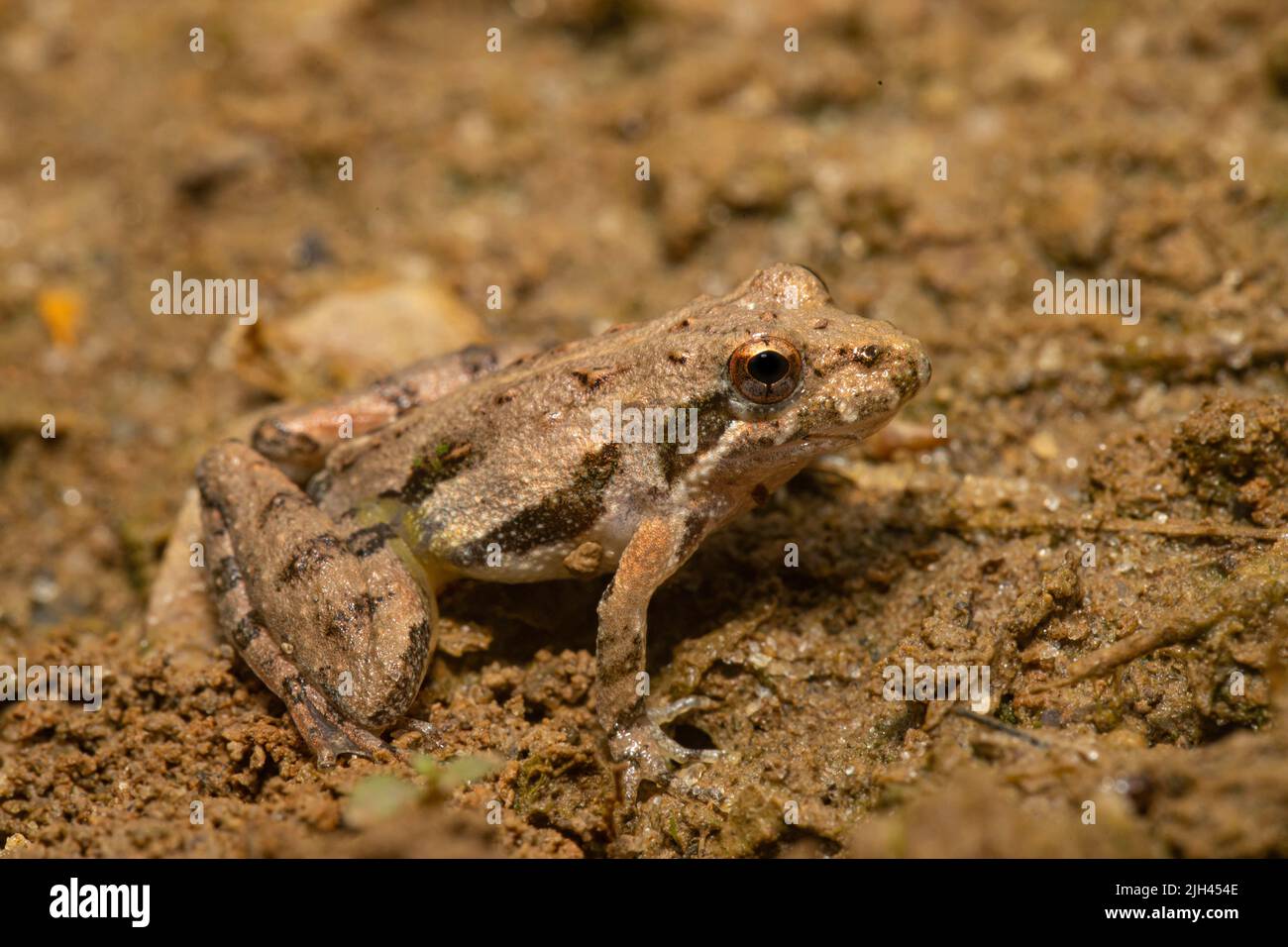 Northern Cricket Frog - Acris crepitans Stock Photo - Alamy