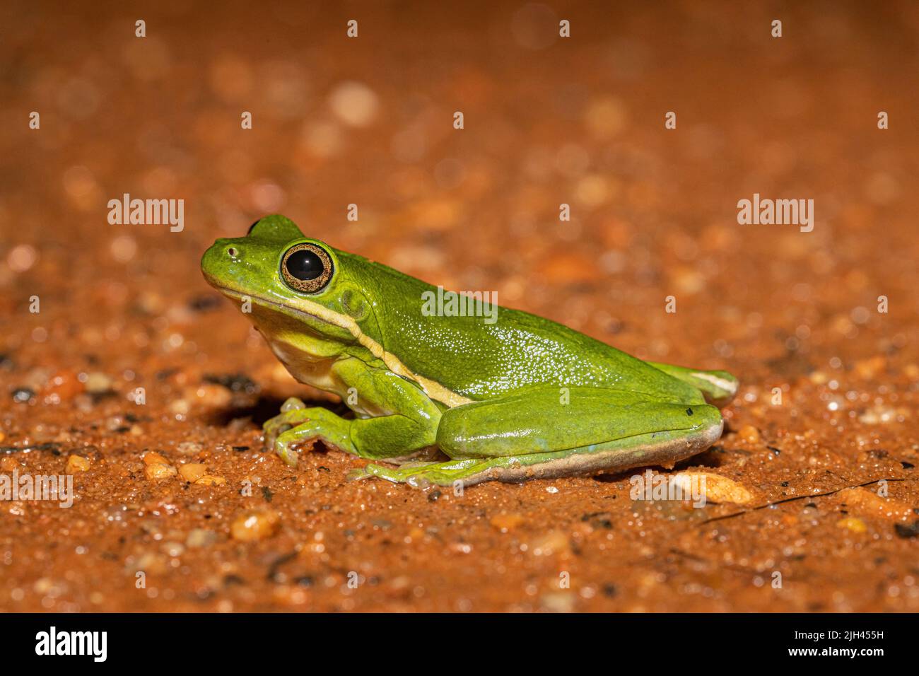 Green treefrog - Hyla cinerea Stock Photo - Alamy