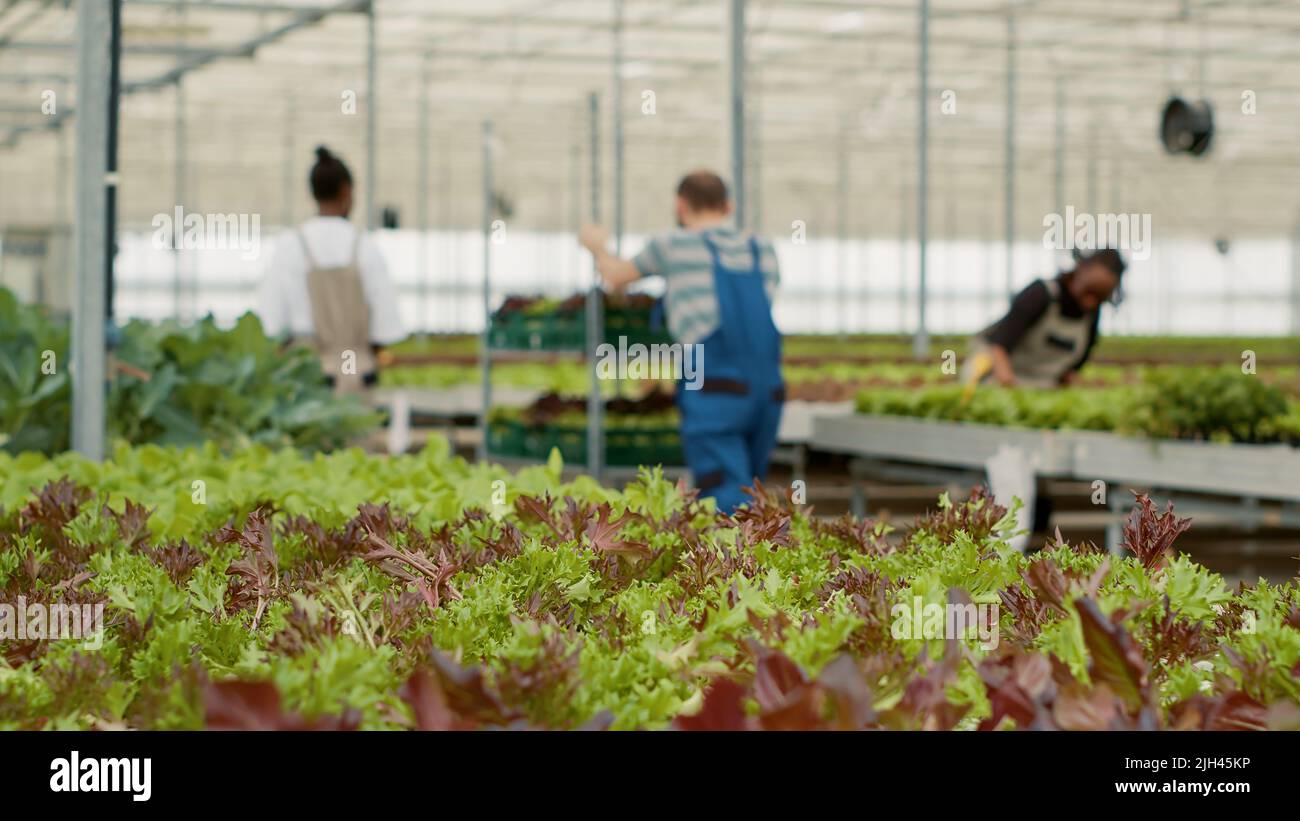 Closeup of green lettuce in organic farm being cultivated without ...