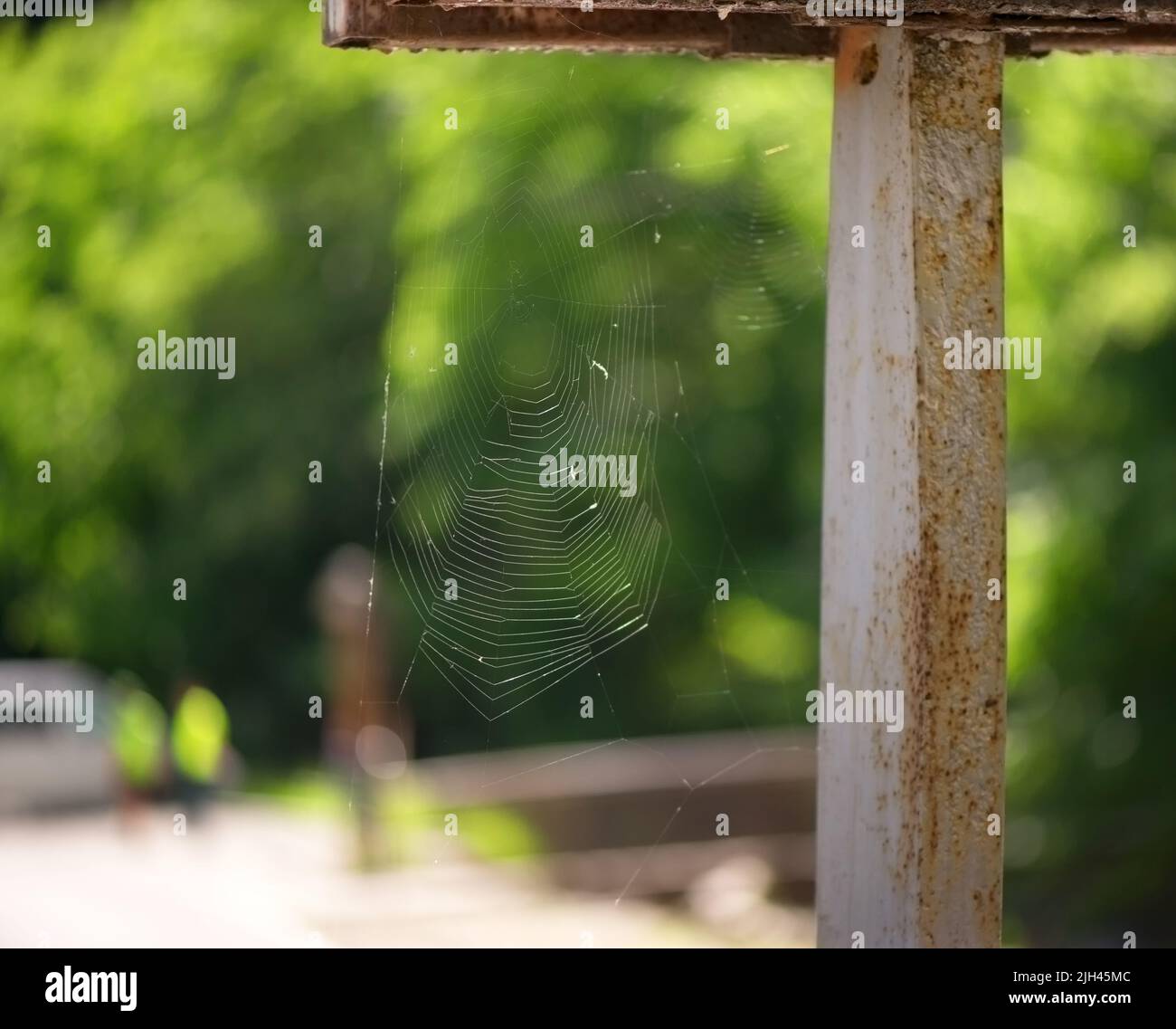 Spider web outdoors in nature Stock Photo - Alamy