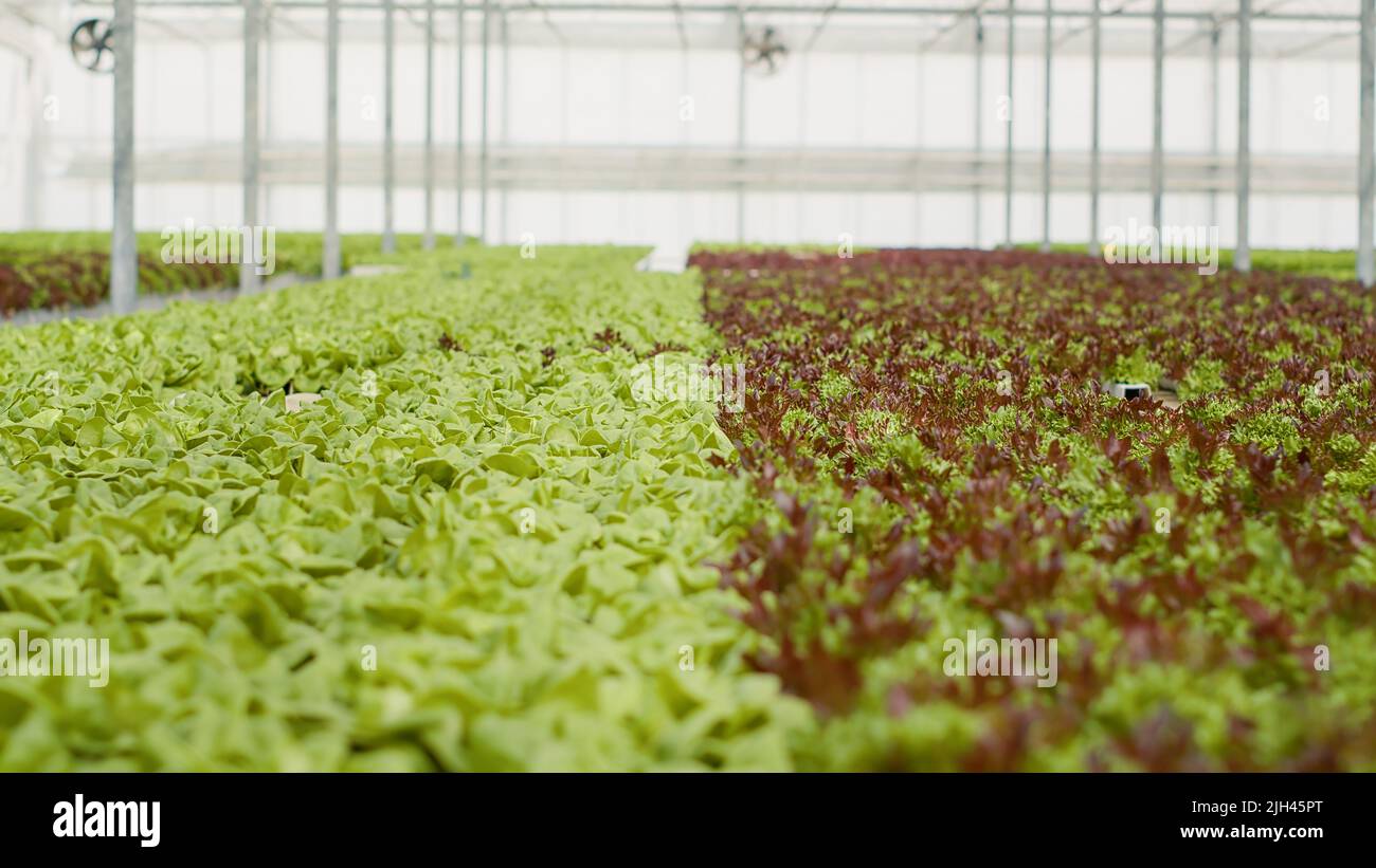 Closeup of fully grown different lettuce varieties ready for harvest ...