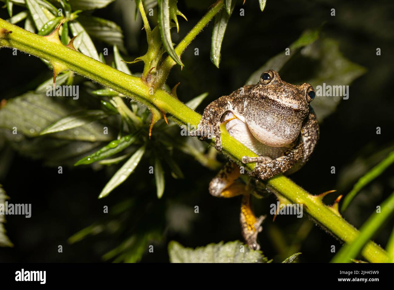 Southern gray treefrog calling as a member of a loud breeding chorus ...