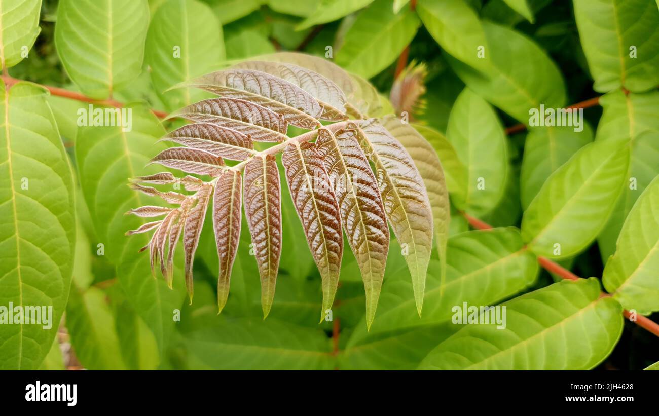 Toona sureni hi-res stock photography and images - Alamy