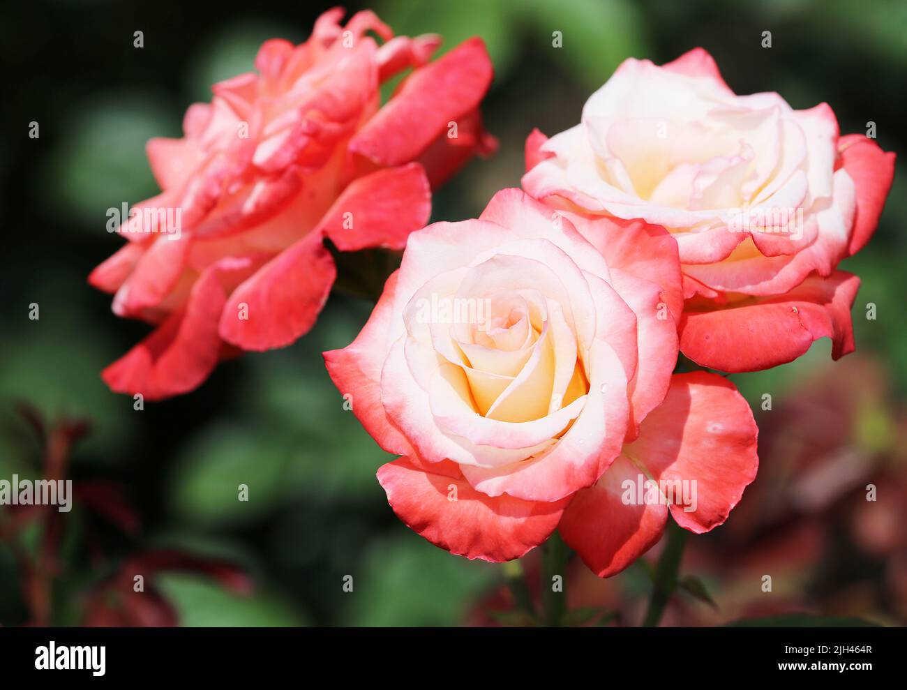 White red rose flowers Stock Photo - Alamy