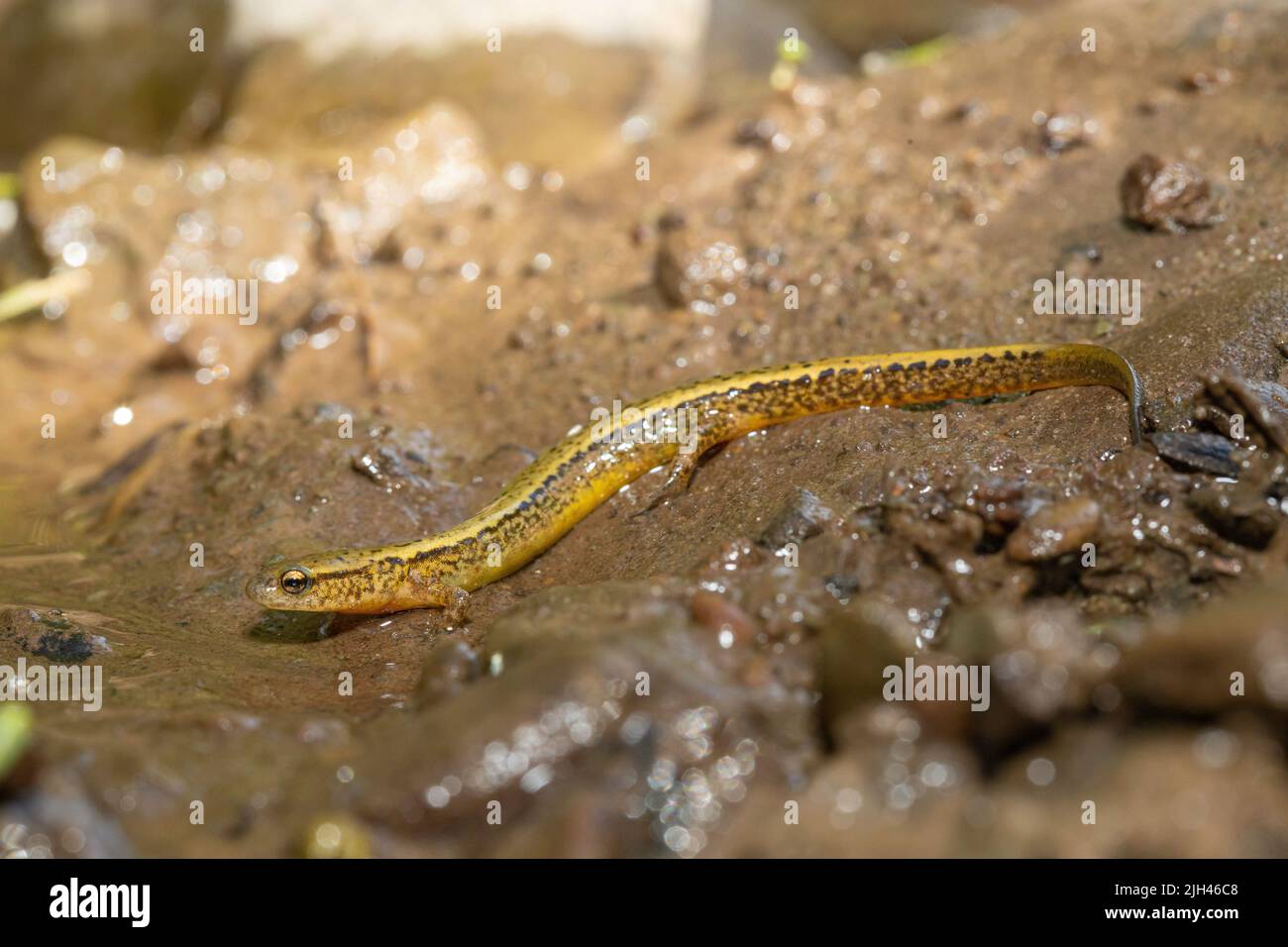 Northern two-lined salamander - Eurycea bislineata Stock Photo - Alamy