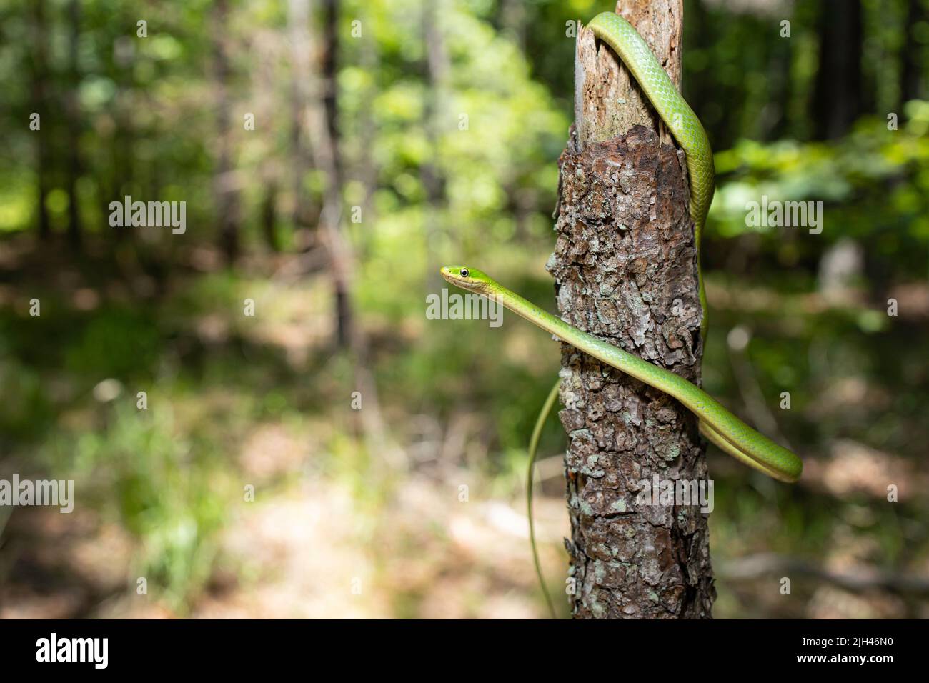 Rough green snake - Opheodrys aestivus Stock Photo - Alamy