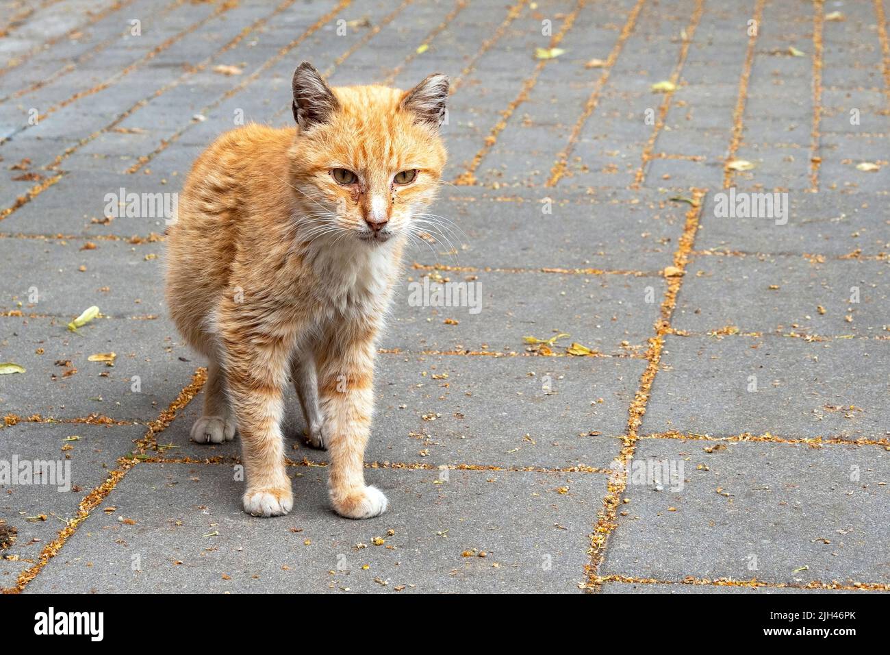 Abandoned stray cat with red fur in a street Stock Photo - Alamy