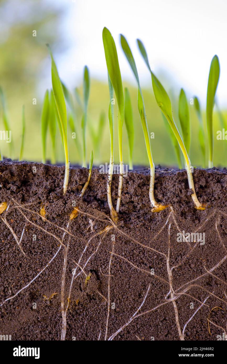Young shoots of barley with roots blurred background Stock Photo - Alamy
