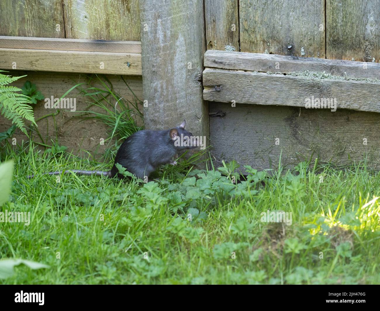 black ship rat (Rattus rattus) in the grass at the base of a wooden ...