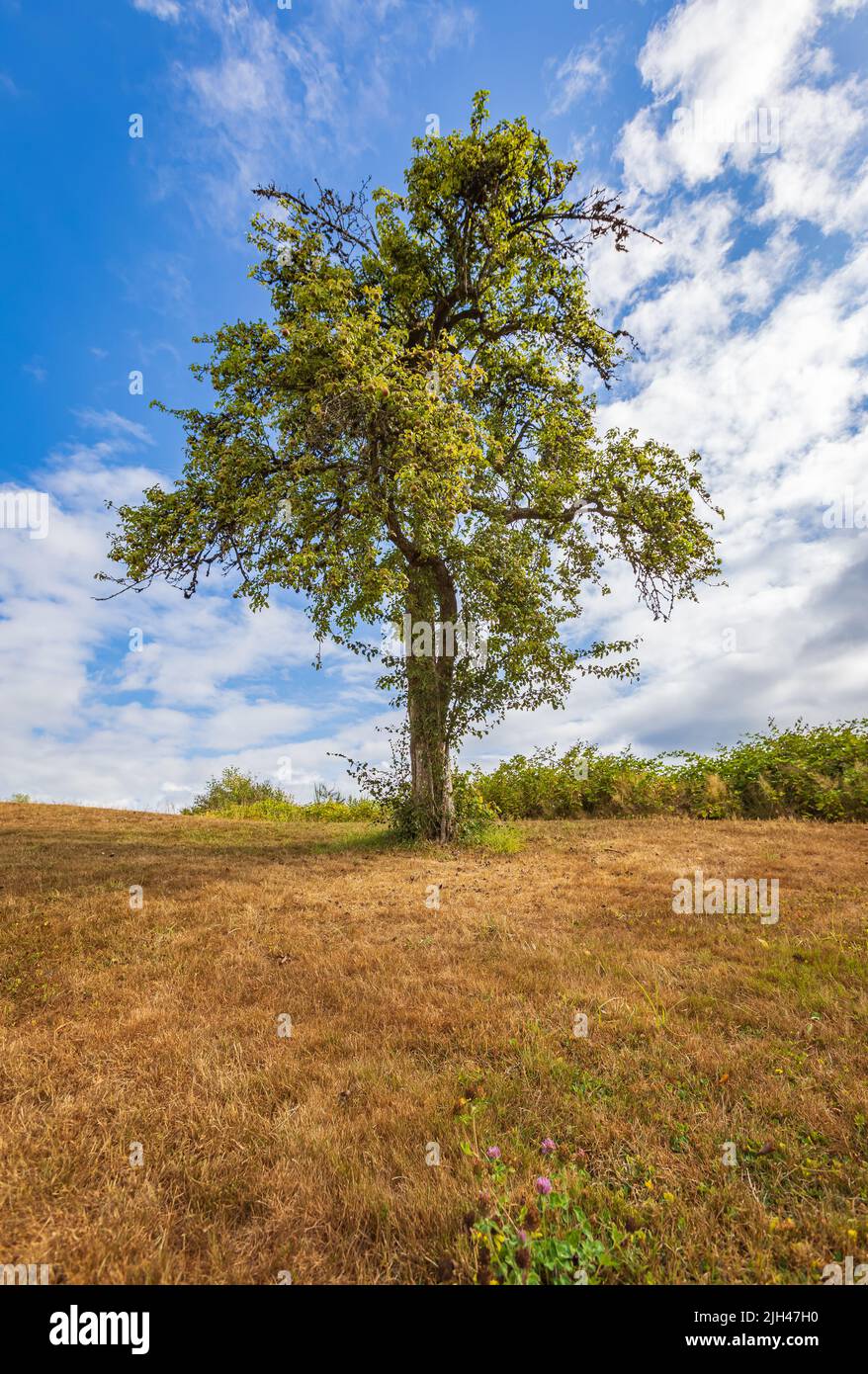 Single trunk of a mighty tree hi-res stock photography and images - Alamy