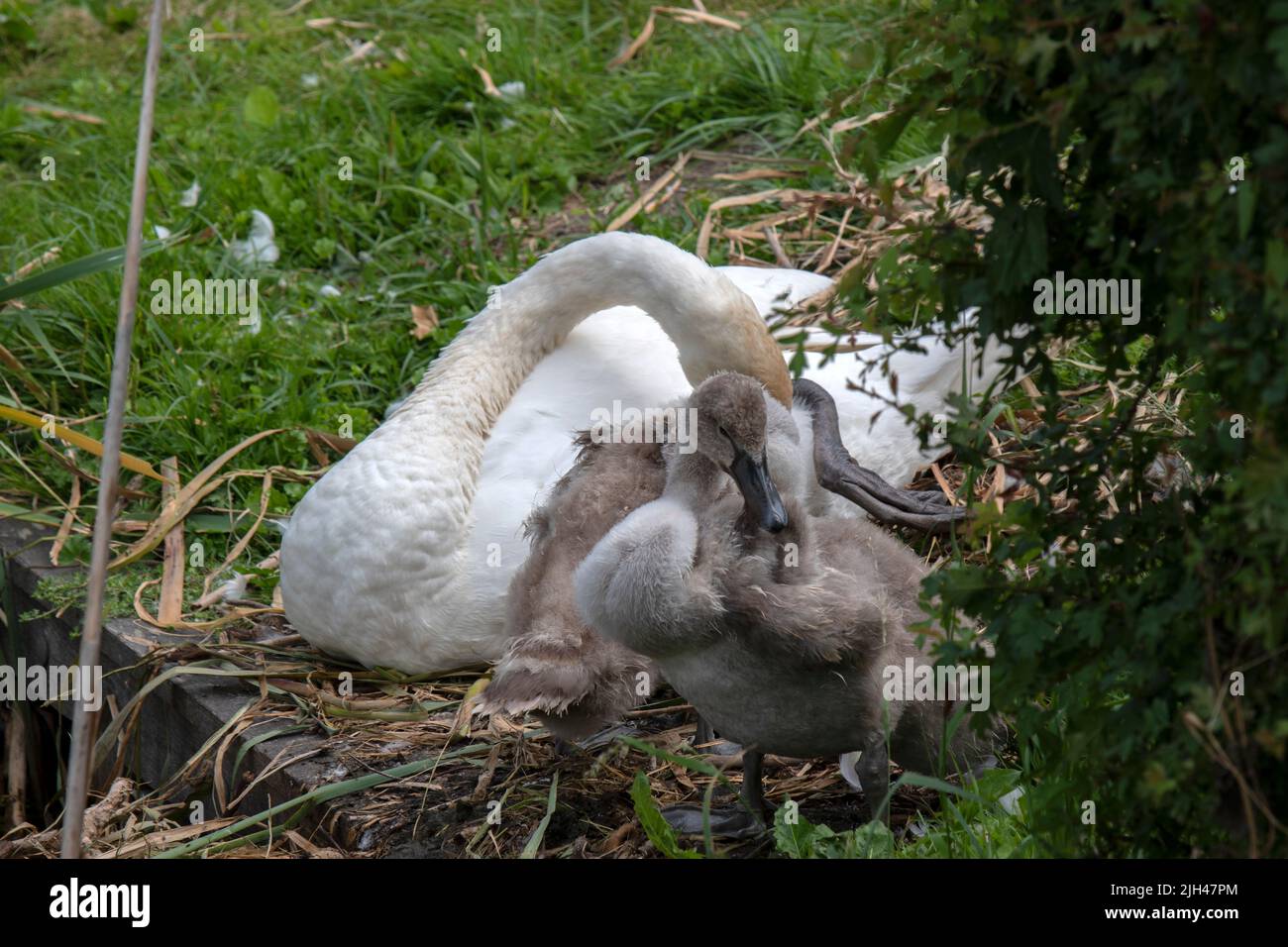 Close Up Mother Swan With Siblings At Muiden The Netherlands 13-7-2022 ...