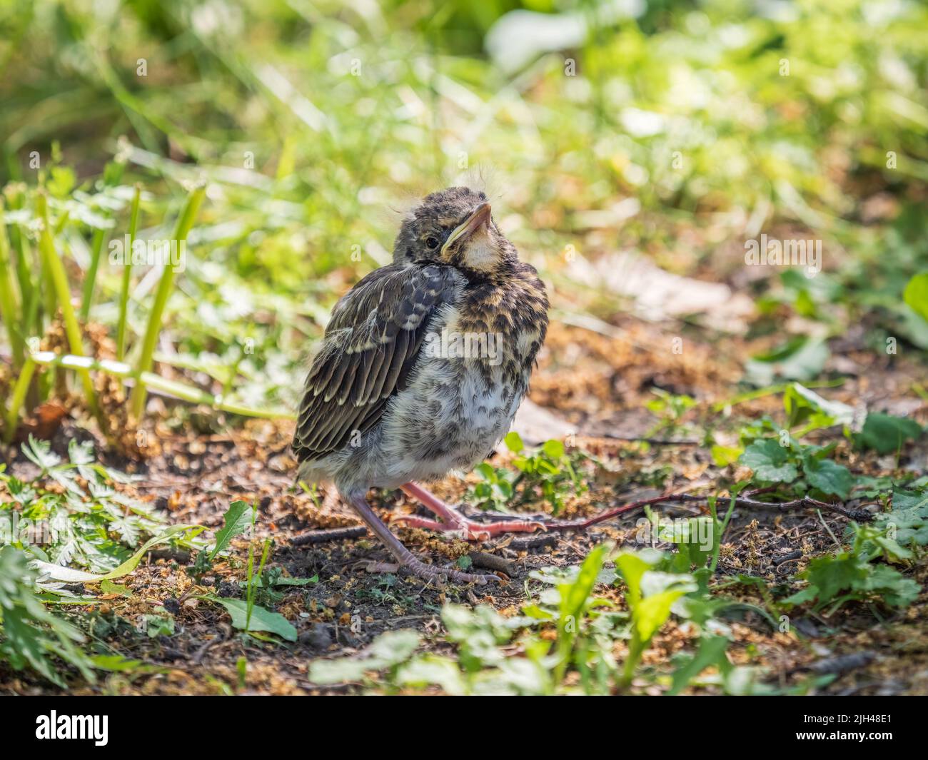Nestling bird left nest hi-res stock photography and images - Alamy