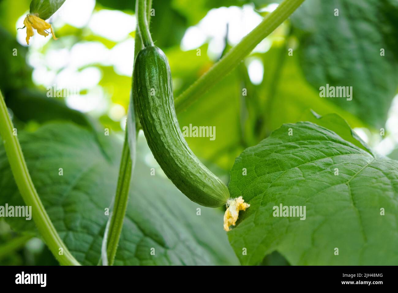 Greenhouse with fresh ripe cucumber. Organic food and vegetables ...