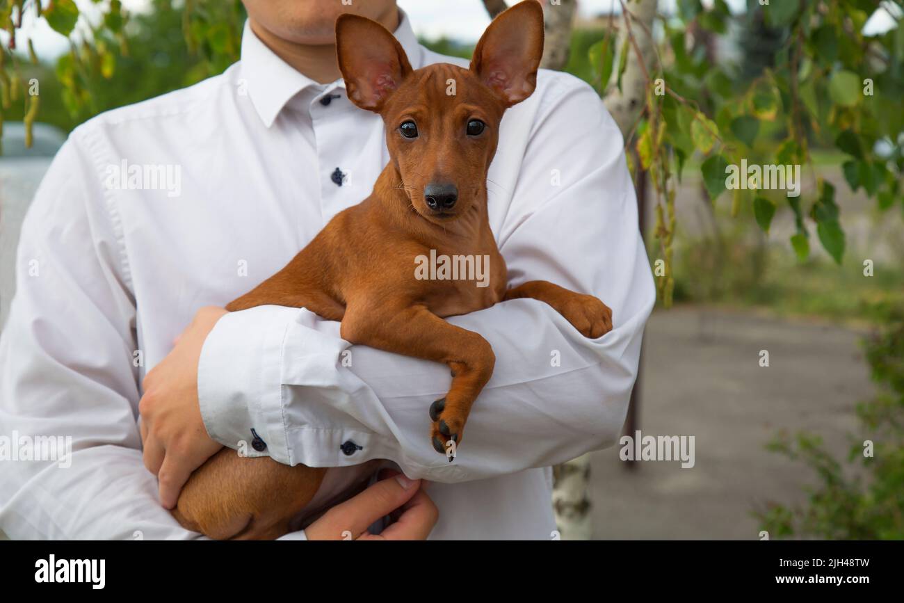 A teenager holds a puppy in his hands. The concept of friendship and ...
