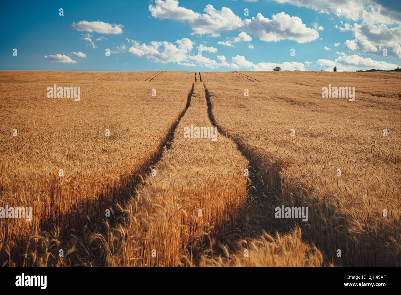 Wheat field. Ears of golden wheat close up. Beautiful Rural Scenery ...