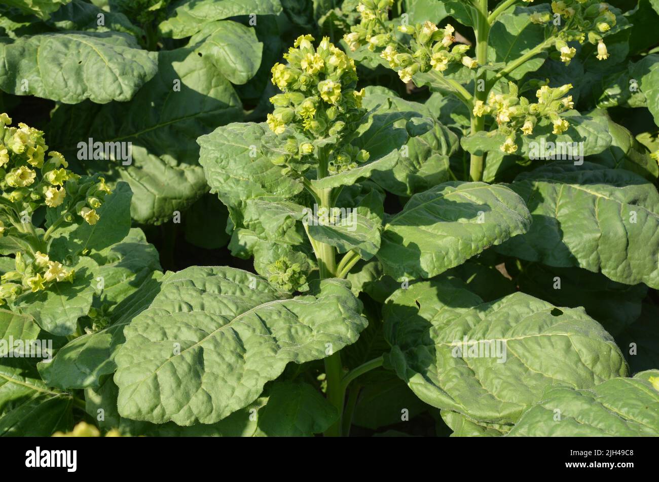 Growing tobacco plants on tobacco farm Stock Photo - Alamy