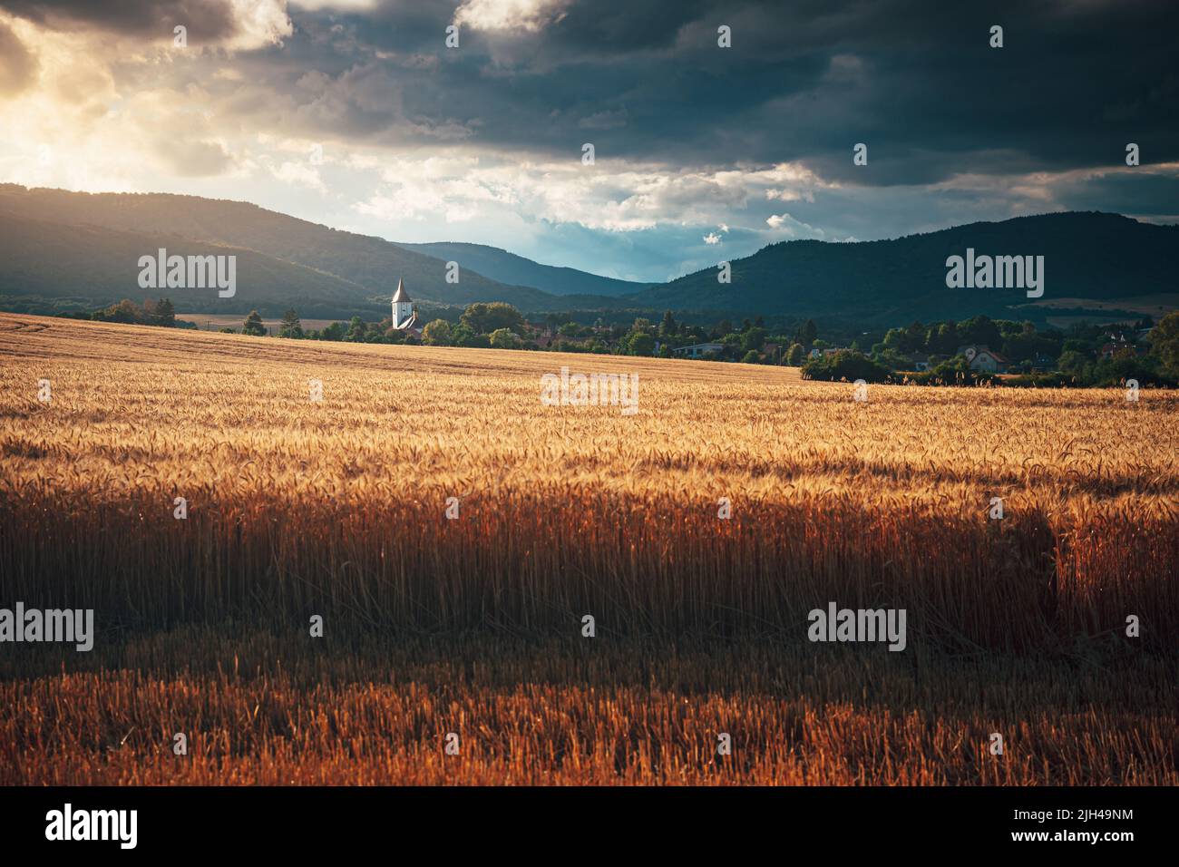 Gold wheat field and rural landscape in summer sunset light. Gold field ...