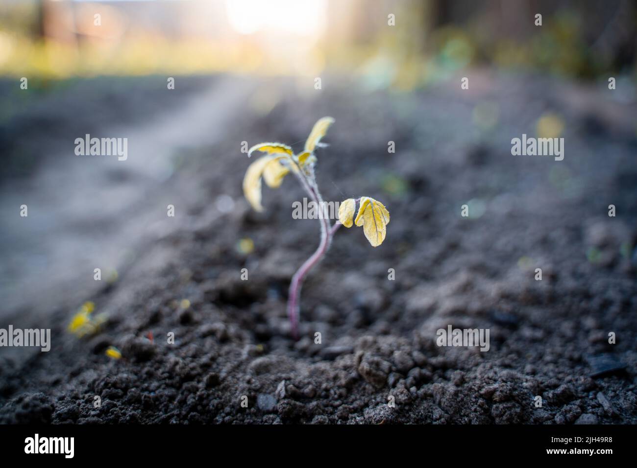 Young tomato sprout close hi-res stock photography and images - Alamy