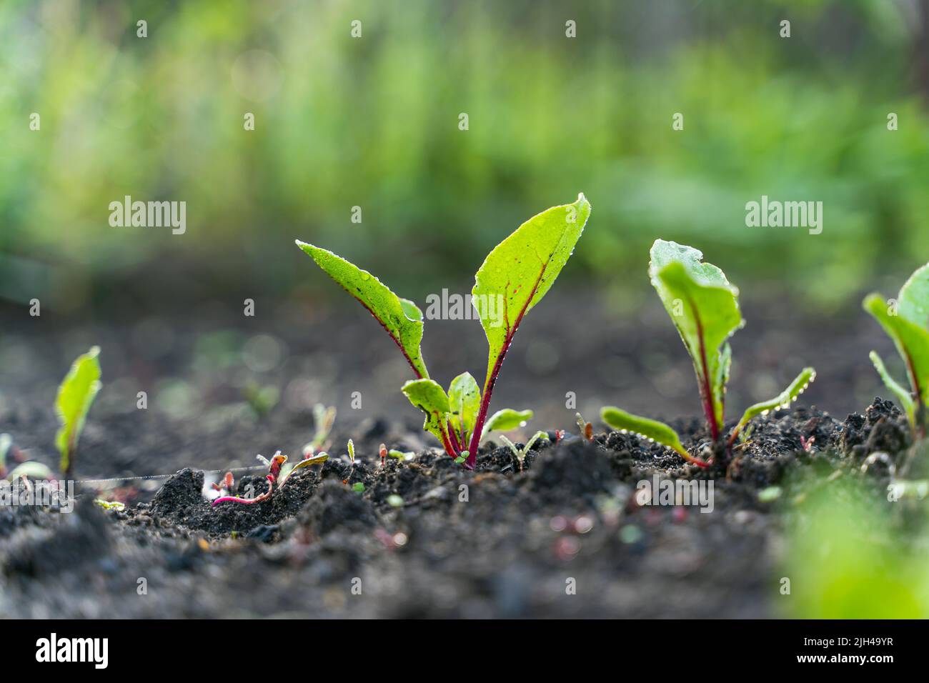 Vegetable garden soil with growing young beets close-up Stock Photo - Alamy