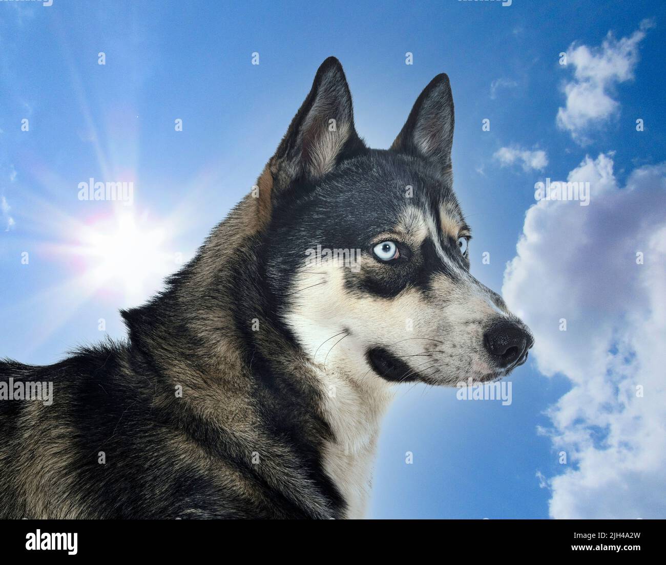 siberian husky in front of white background Stock Photo - Alamy