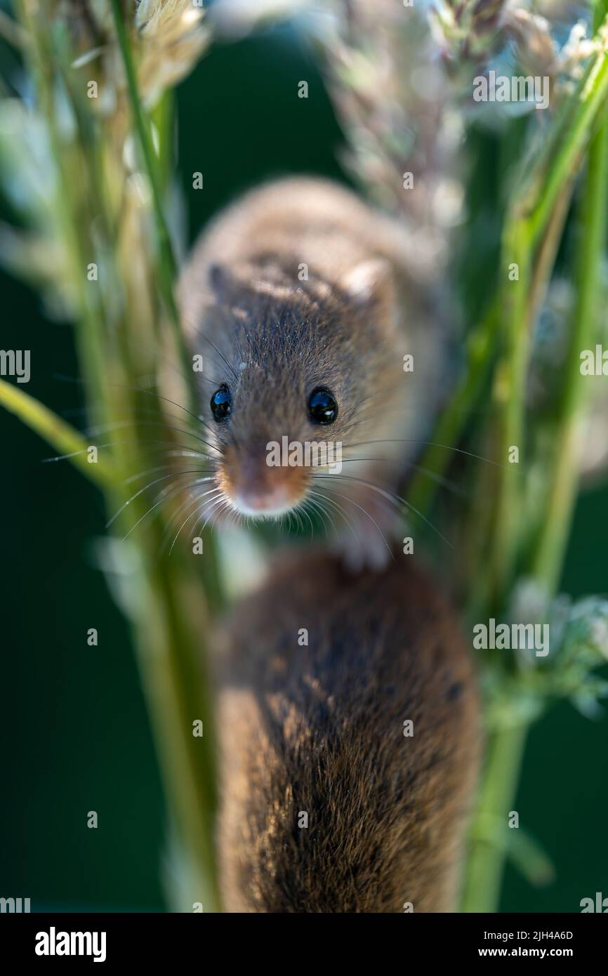 Eurasian Harvest Mouse (Micromys minutus) climbing plants including ...