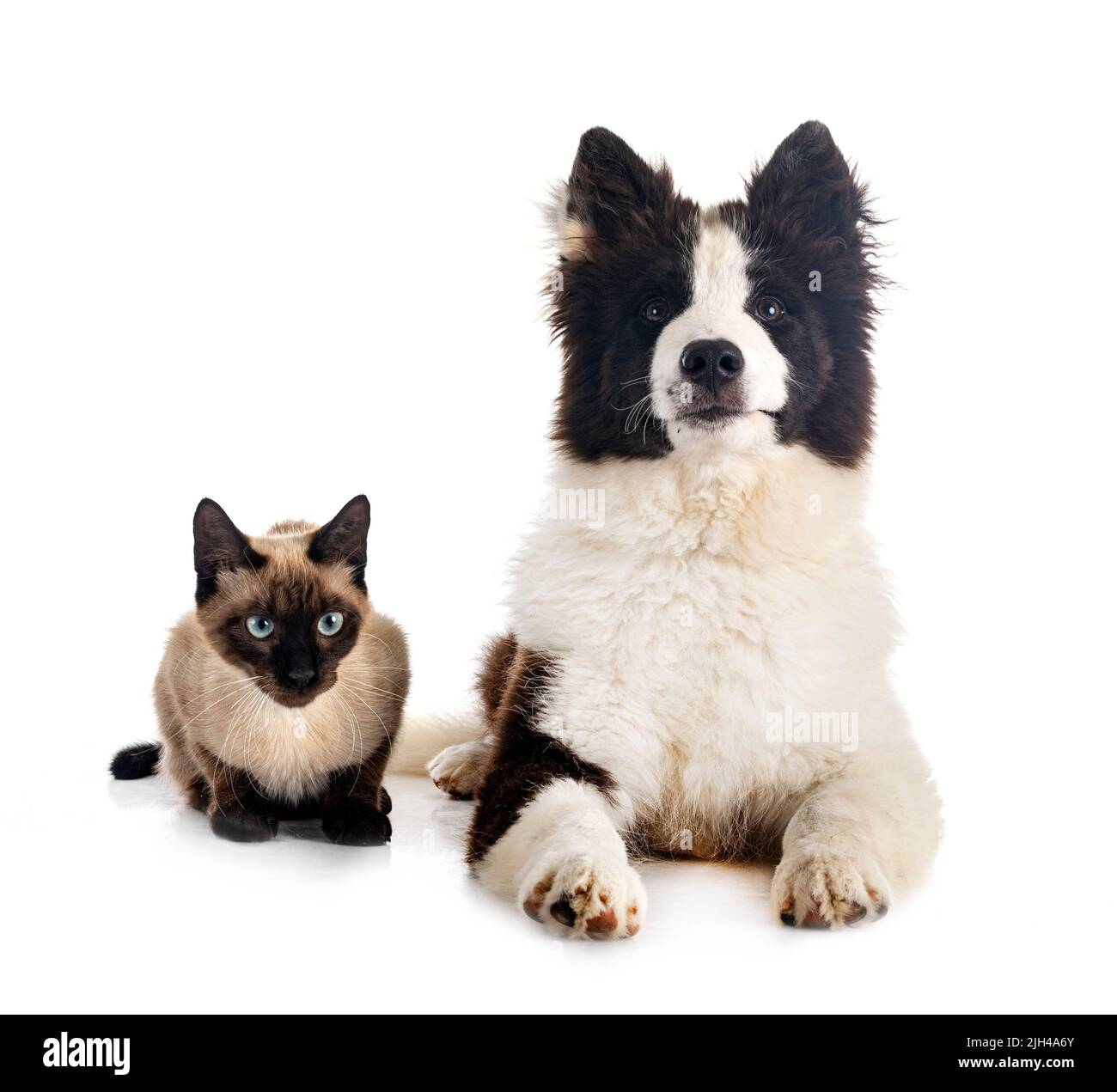 young Yakutian Laika and cat in front of white background Stock Photo ...
