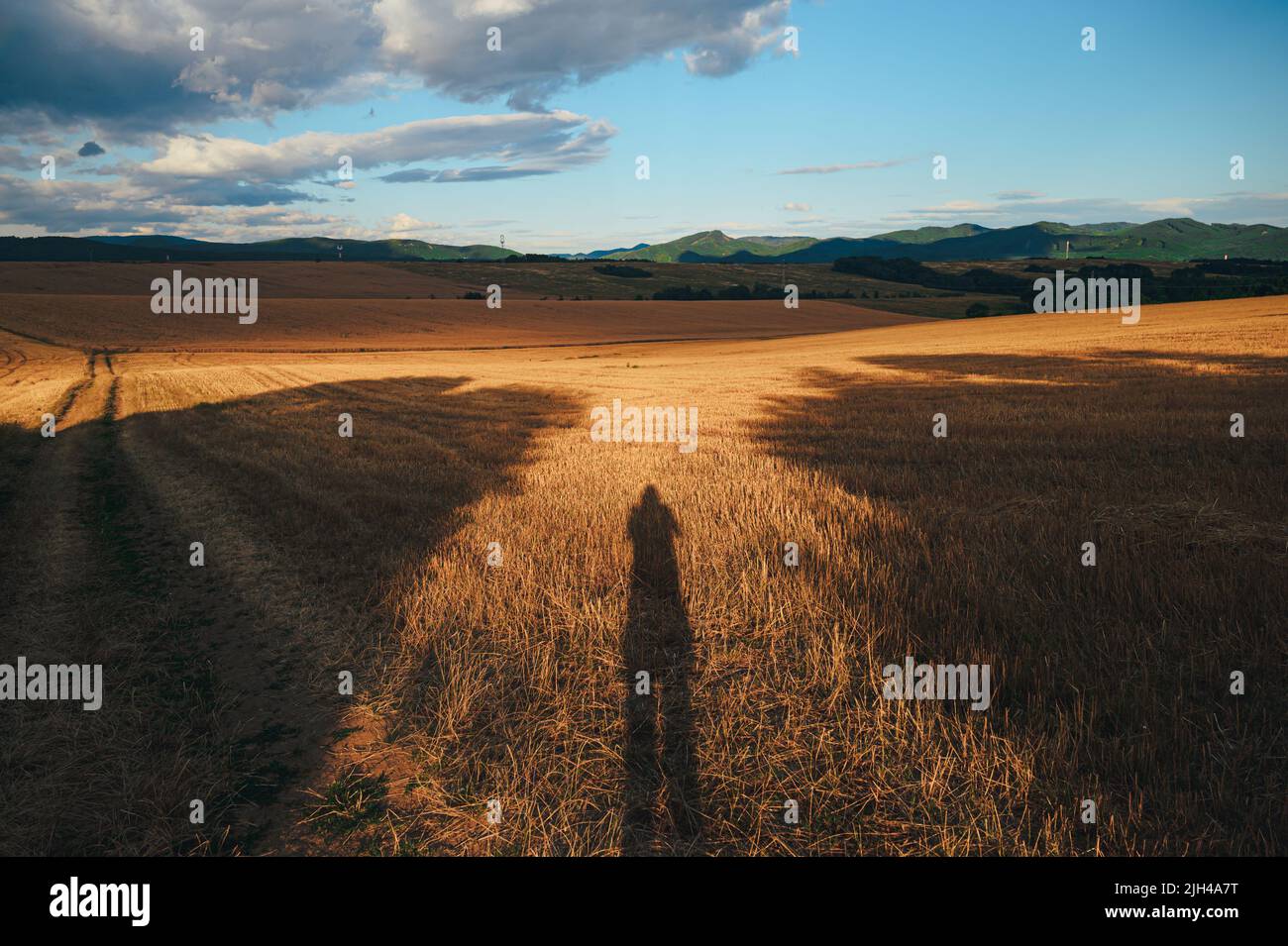 Shadow in autumn wheat field, beautiful meadow in orange sunset light ...