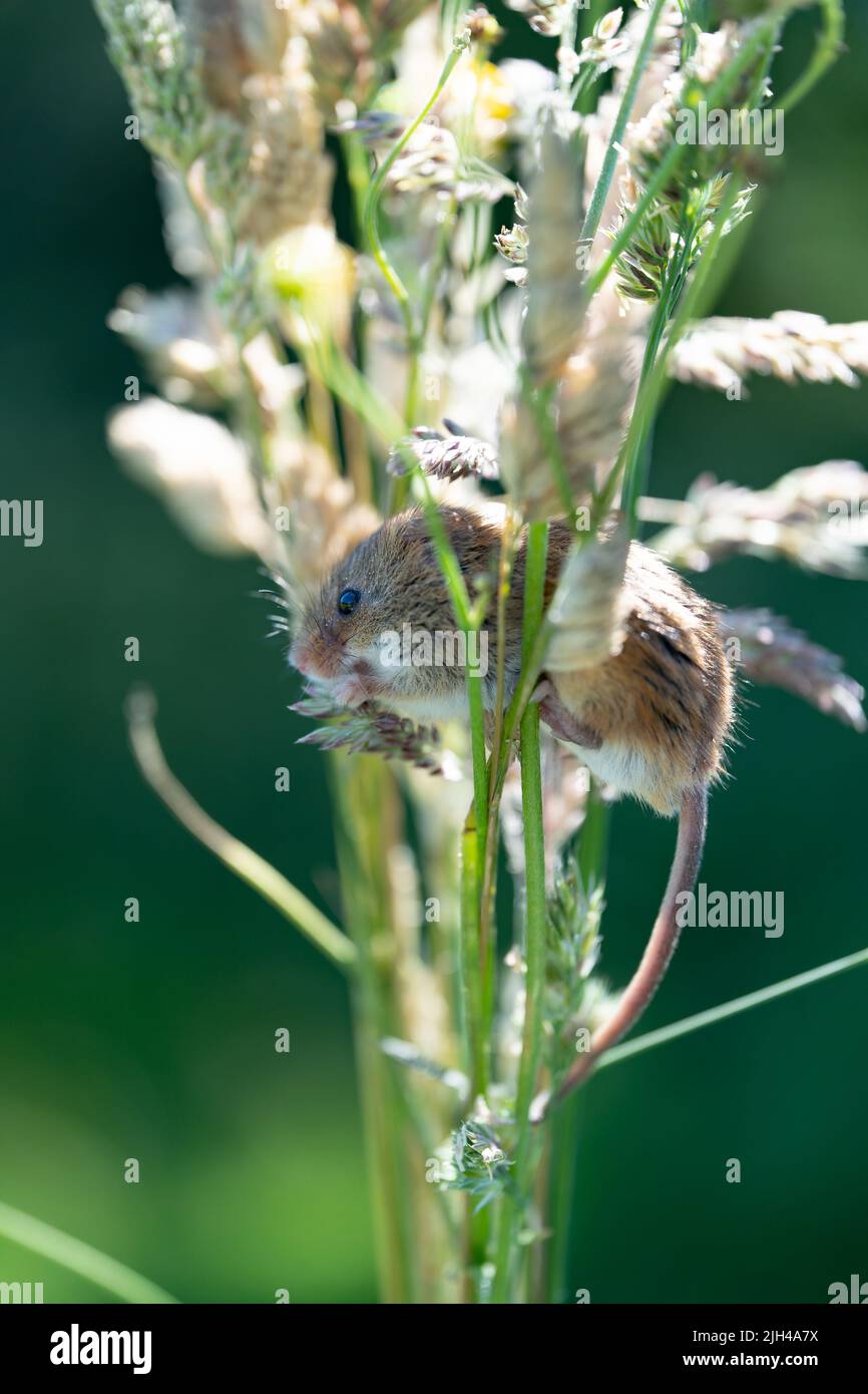 Eurasian Harvest Mouse (Micromys minutus) climbing plants including ...