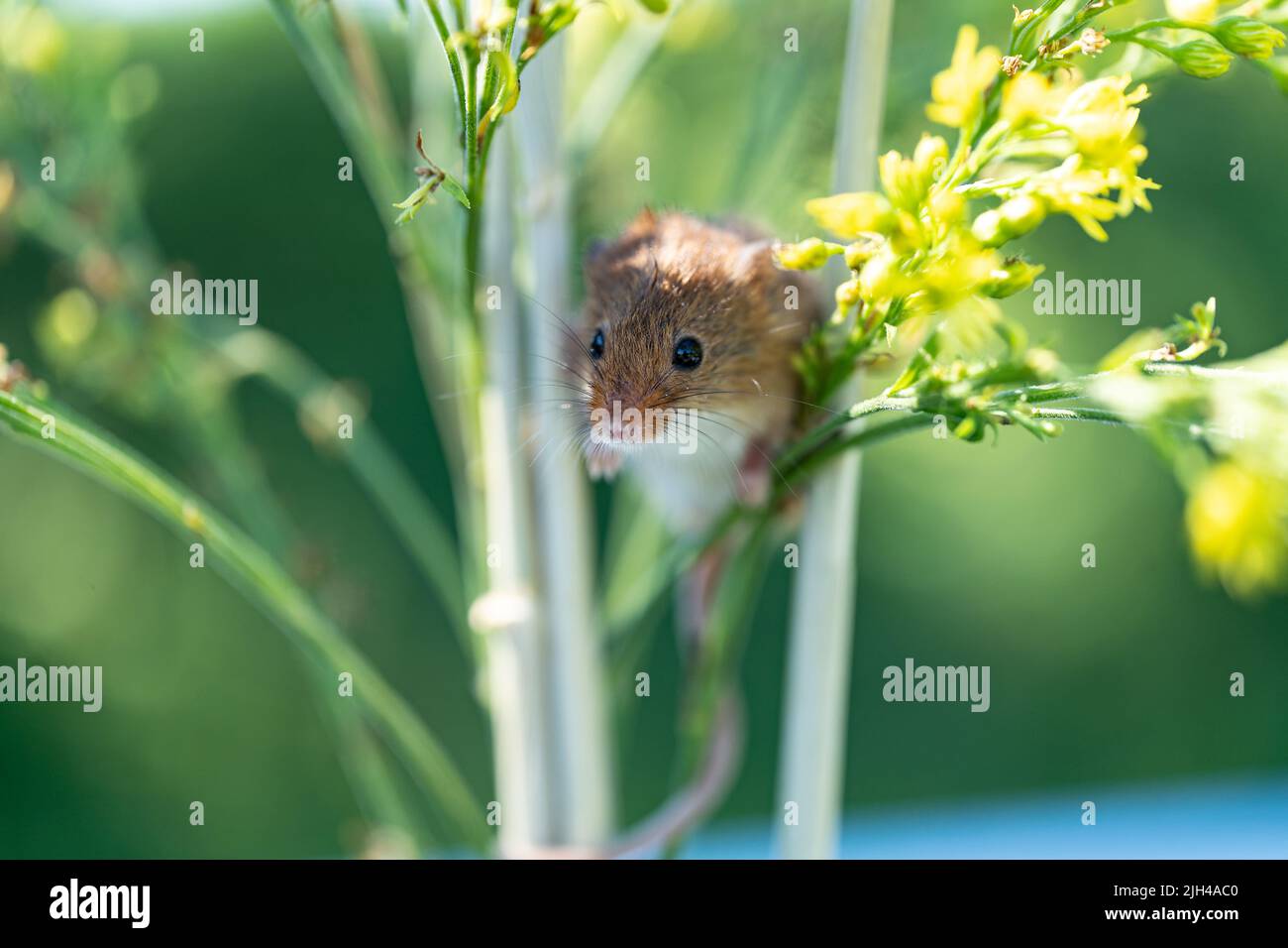 Eurasian Harvest Mouse (Micromys minutus) climbing plants including ...