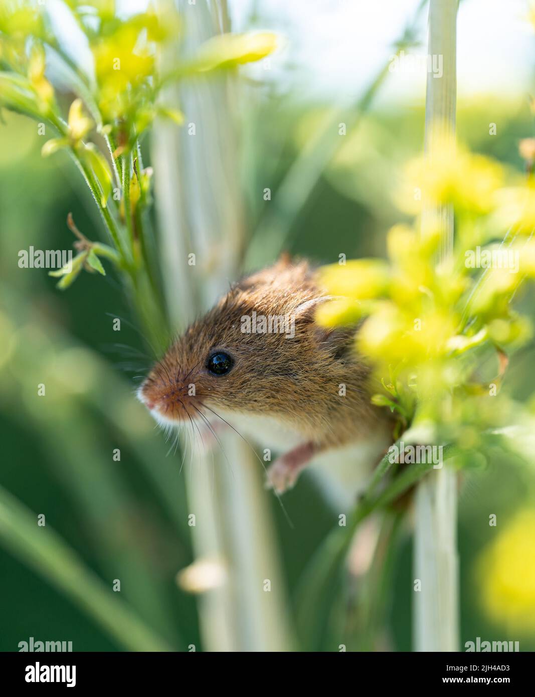 Eurasian Harvest Mouse (Micromys minutus) climbing plants including ...
