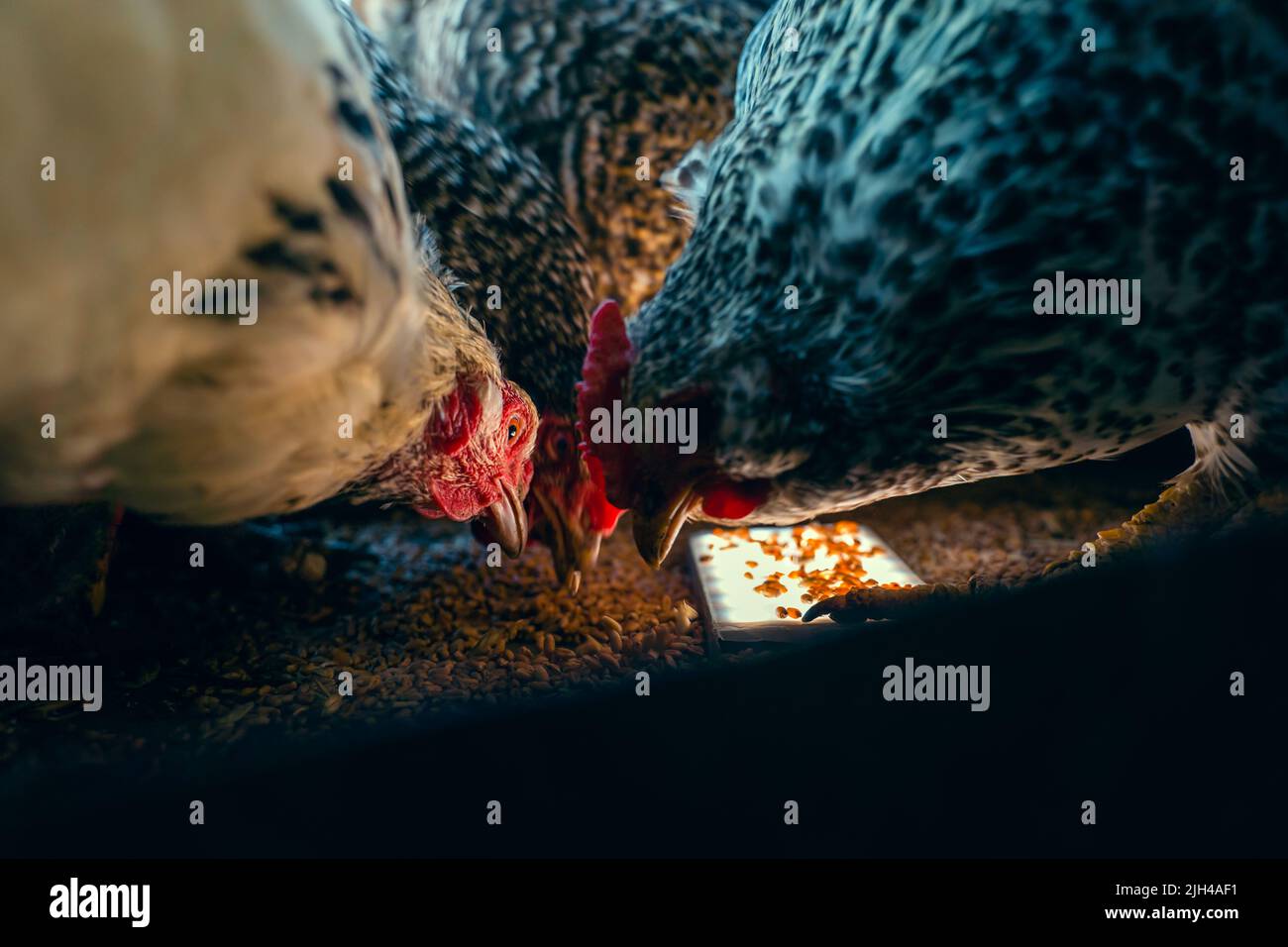 Chickens pecking feeder hi-res stock photography and images - Alamy