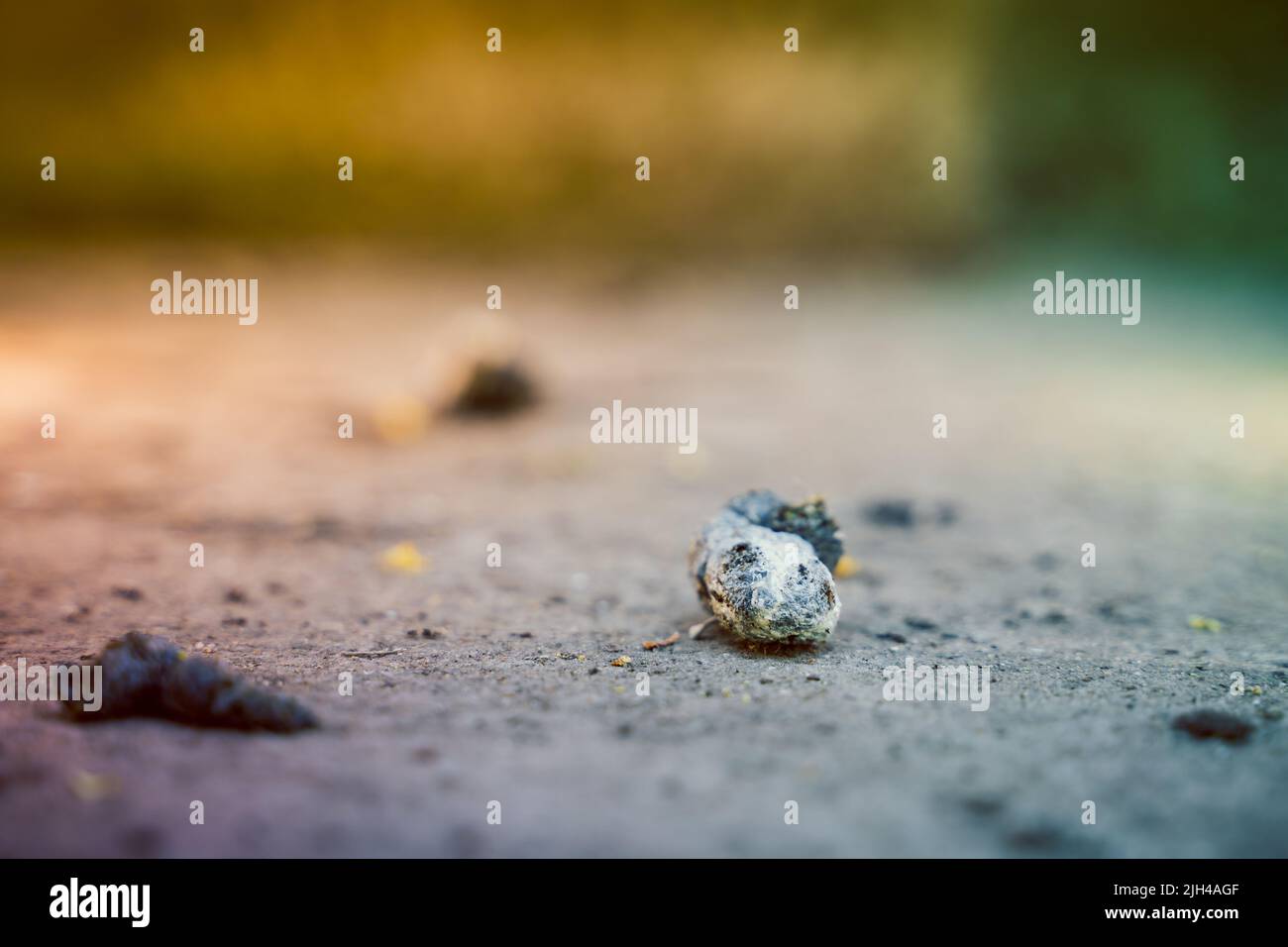 Fresh chicken poop close-up. Litter of domestic chickens Stock Photo ...
