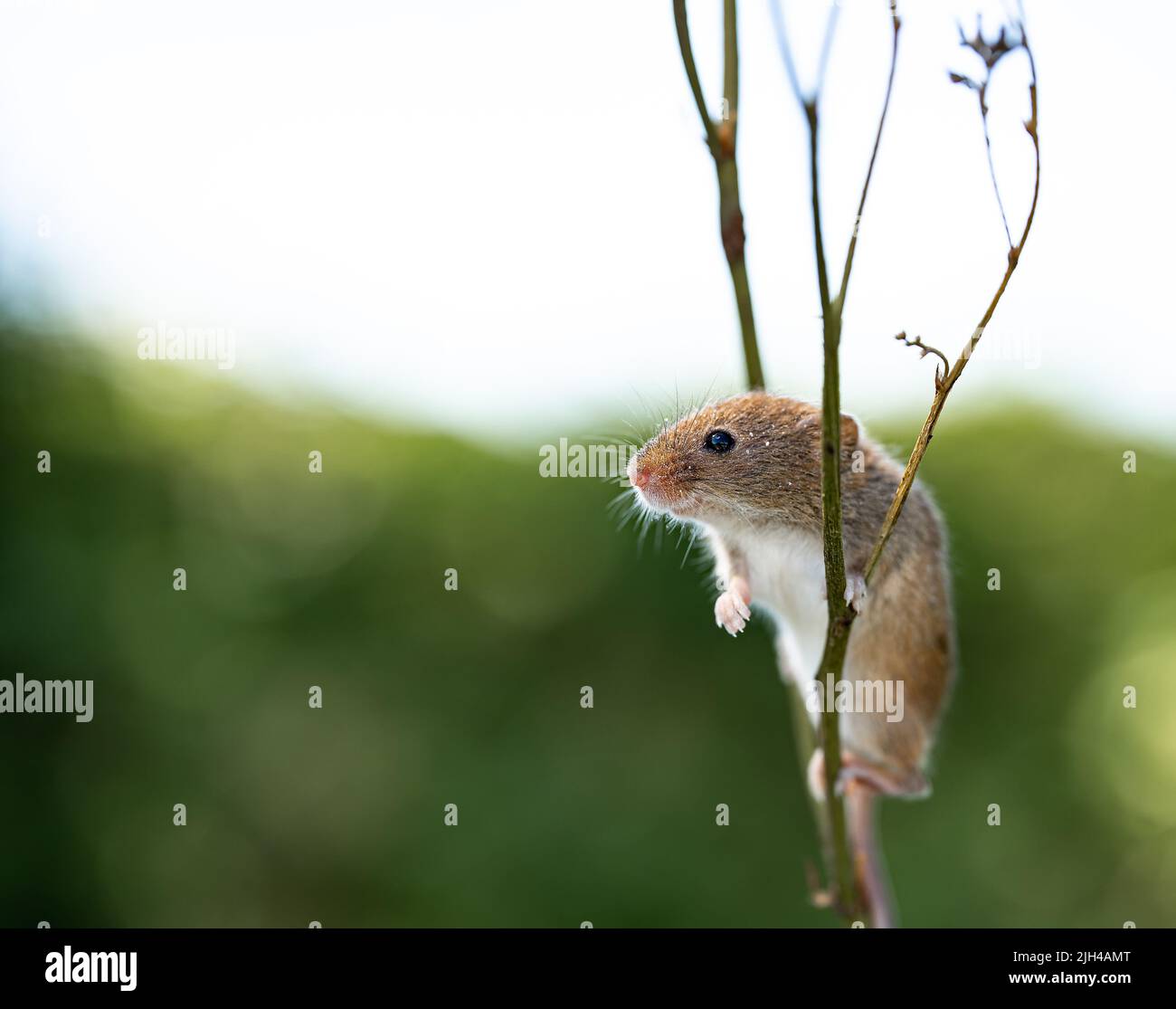 Mouse paws hi-res stock photography and images - Alamy
