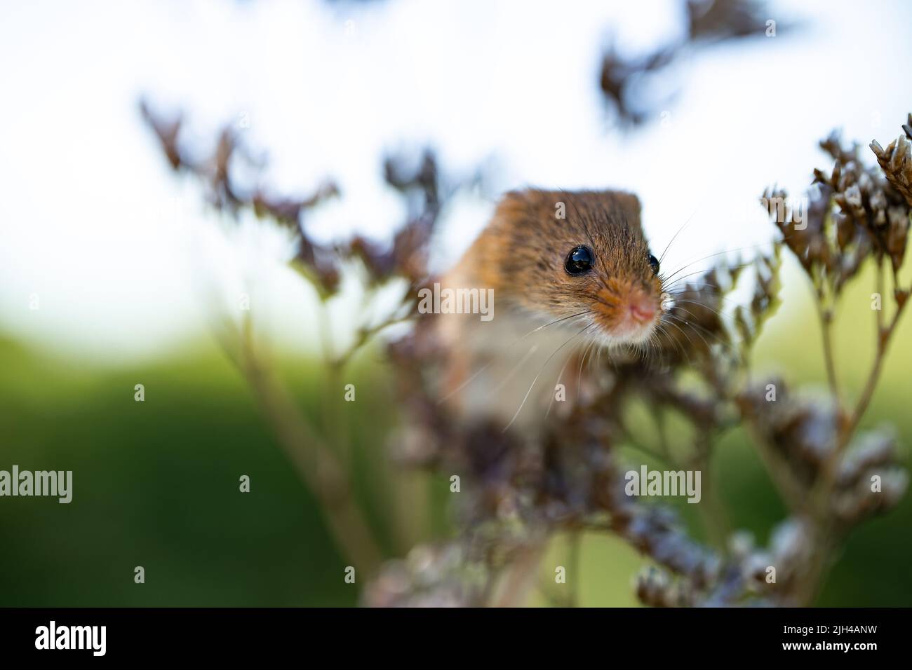 Eurasian Harvest Mouse (Micromys minutus) climbing plants, UK Stock ...
