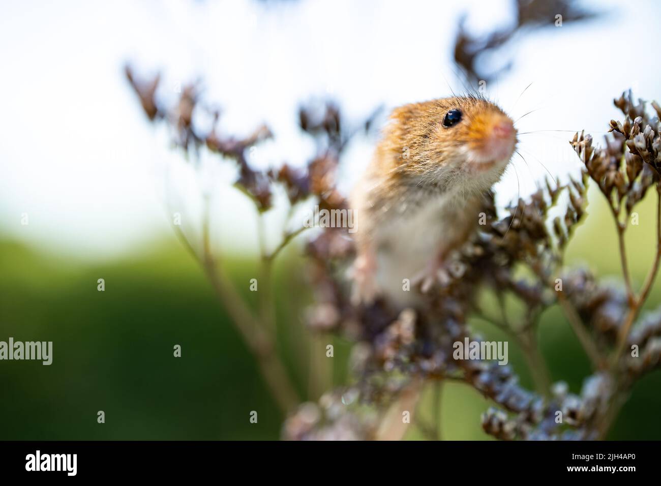 Eurasian Harvest Mouse (Micromys minutus) climbing plants, UK Stock ...