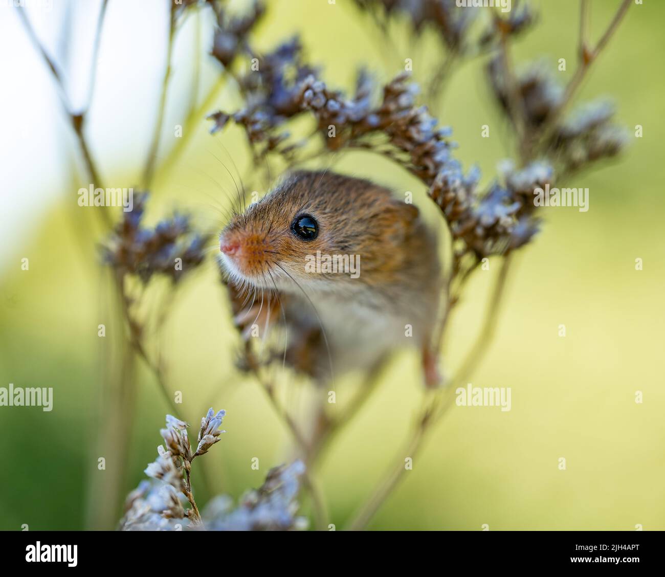 Eurasian Harvest Mouse (Micromys minutus) climbing plants, UK Stock ...