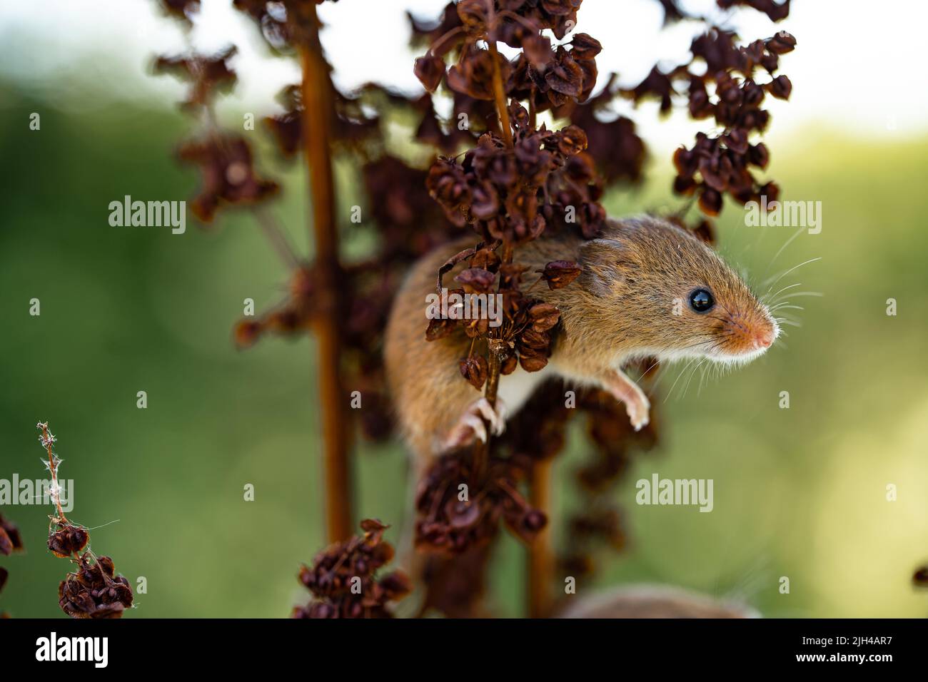 Eurasian Harvest Mouse (Micromys minutus) climbing plants, UK Stock ...