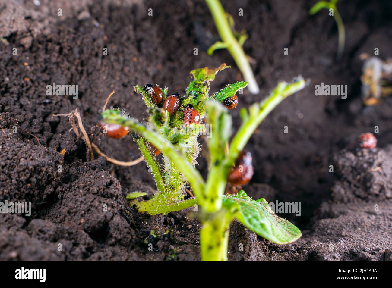 A lot of red young larvae of the Colorado potato beetle eat the leaves ...