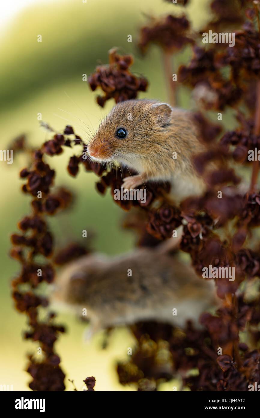 Eurasian Harvest Mice (Micromys minutus) climbing plants, UK Stock ...
