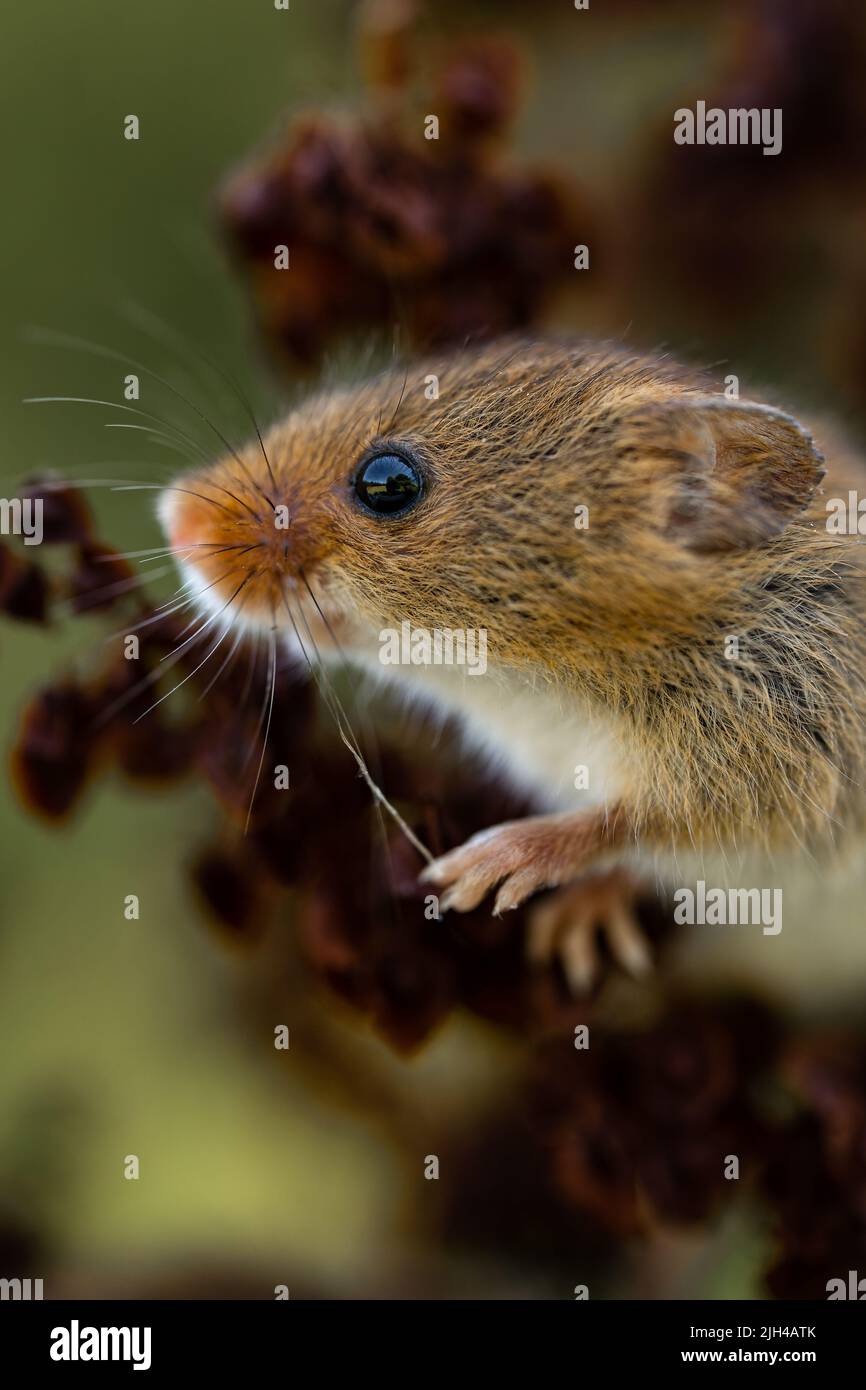 Eurasian Harvest Mouse (Micromys minutus) climbing plants, UK Stock ...