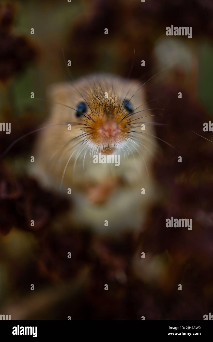 Eurasian Harvest Mouse (Micromys minutus) climbing plants, UK Stock ...