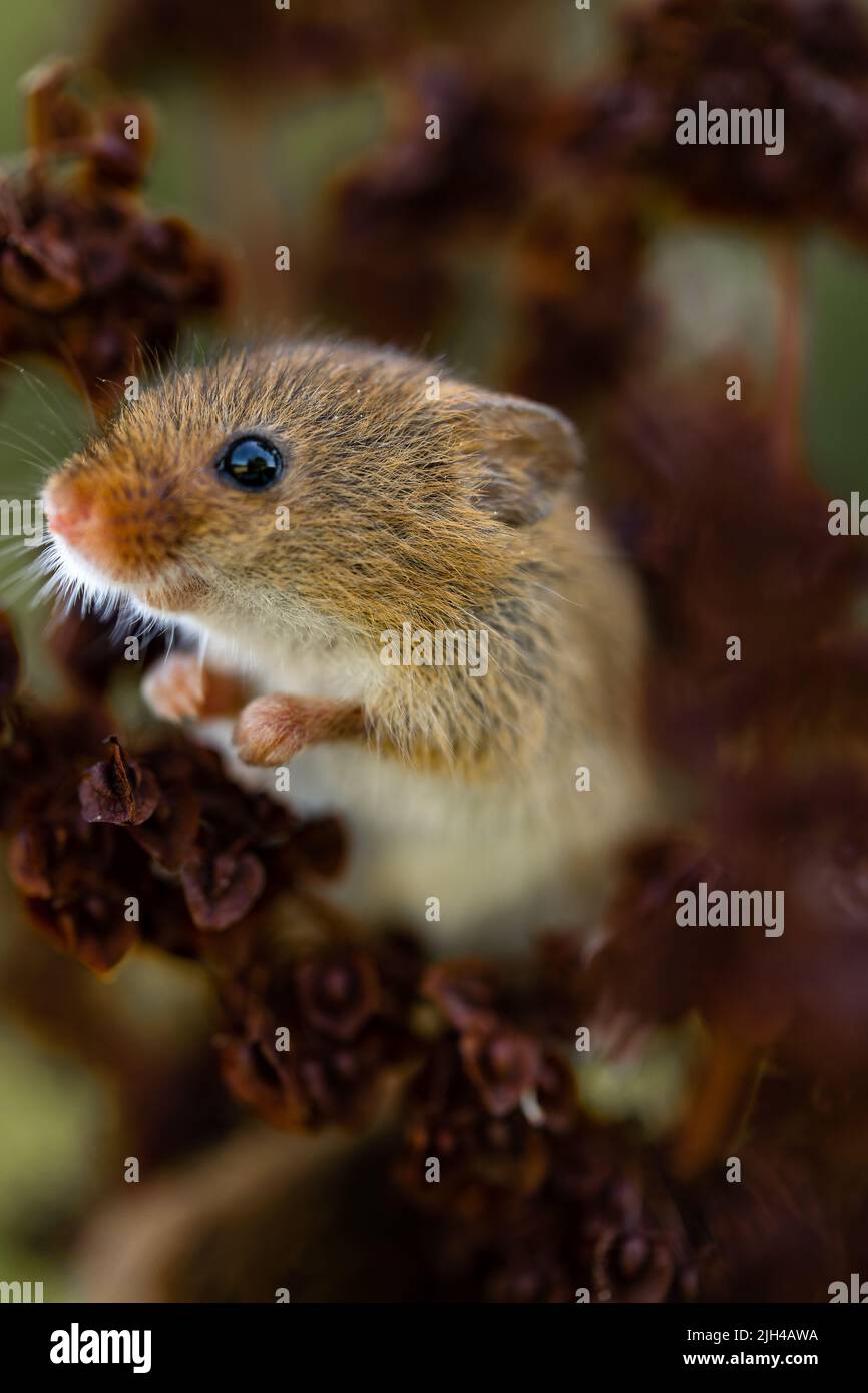 Eurasian Harvest Mouse (Micromys minutus) climbing plants, UK Stock ...