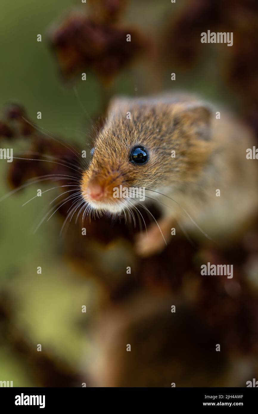 Eurasian Harvest Mouse (Micromys minutus) climbing plants, UK Stock ...