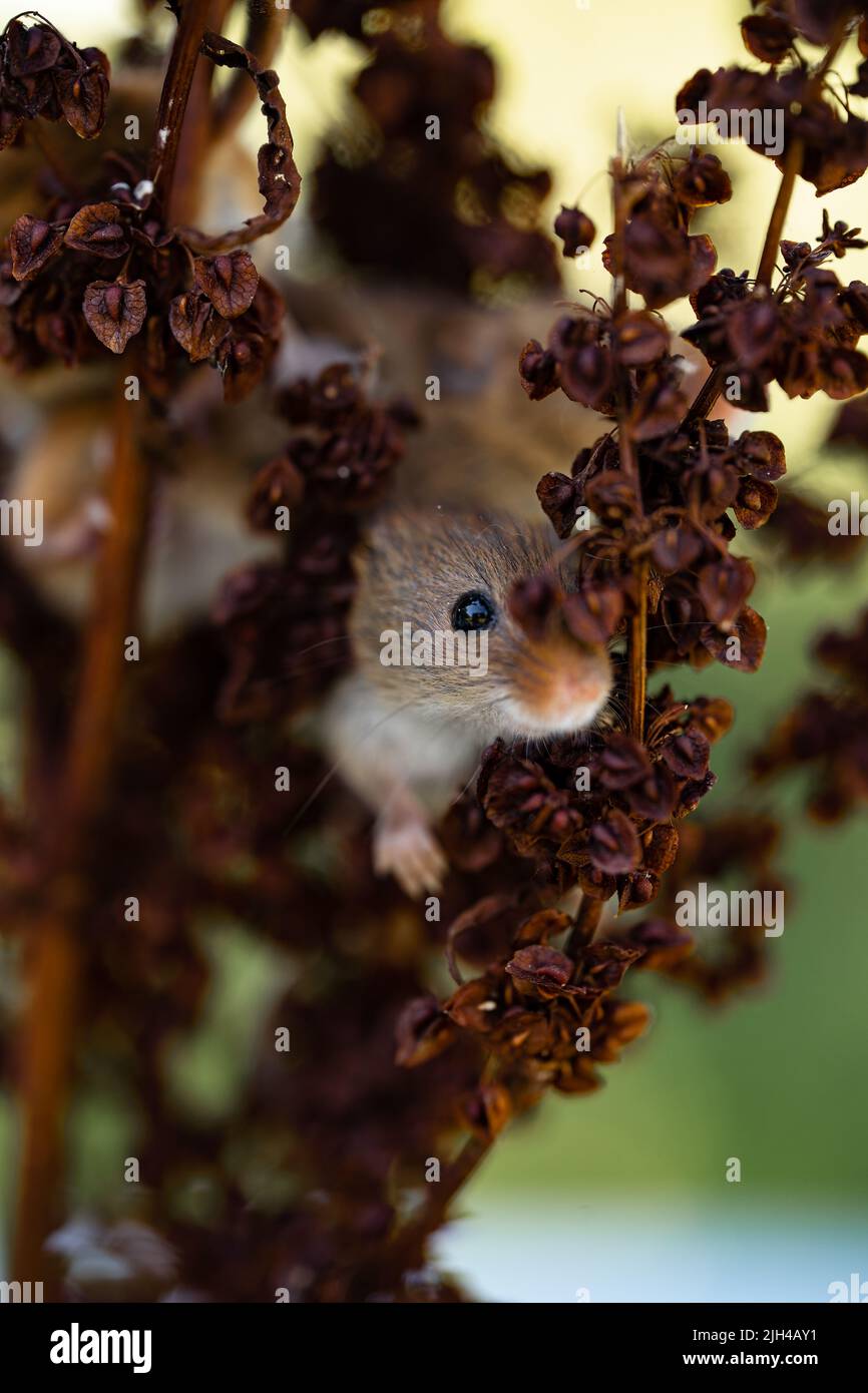 Eurasian Harvest Mice (Micromys minutus) climbing plants, UK Stock ...