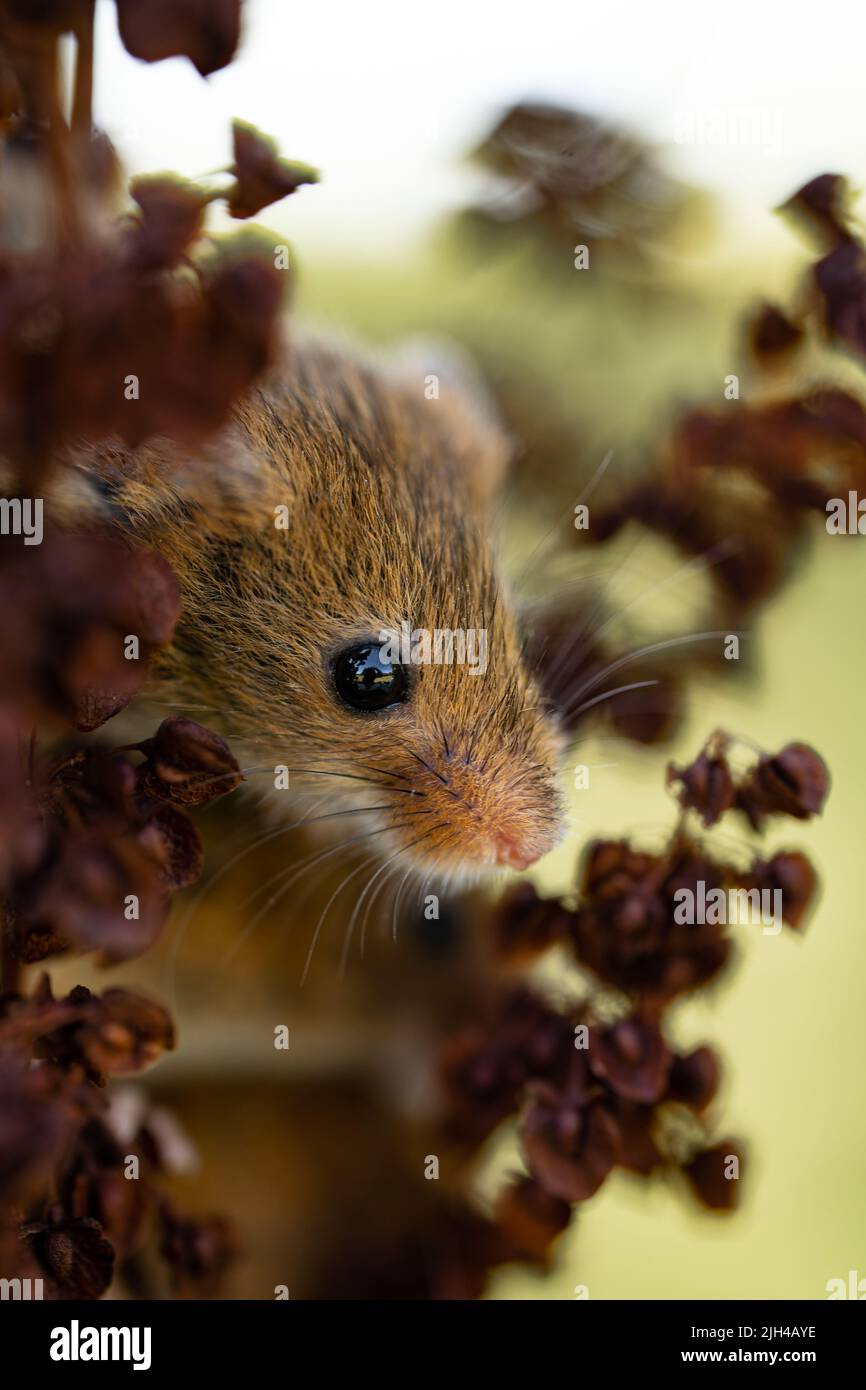 Eurasian Harvest Mice (Micromys minutus) climbing plants, UK Stock ...