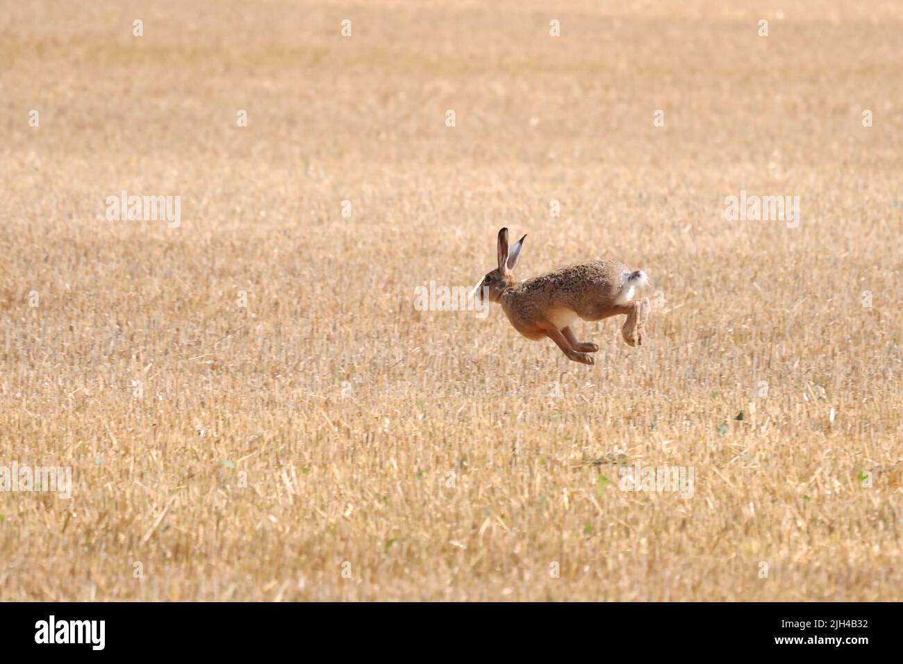 The hare runs across the field from danger Stock Photo - Alamy