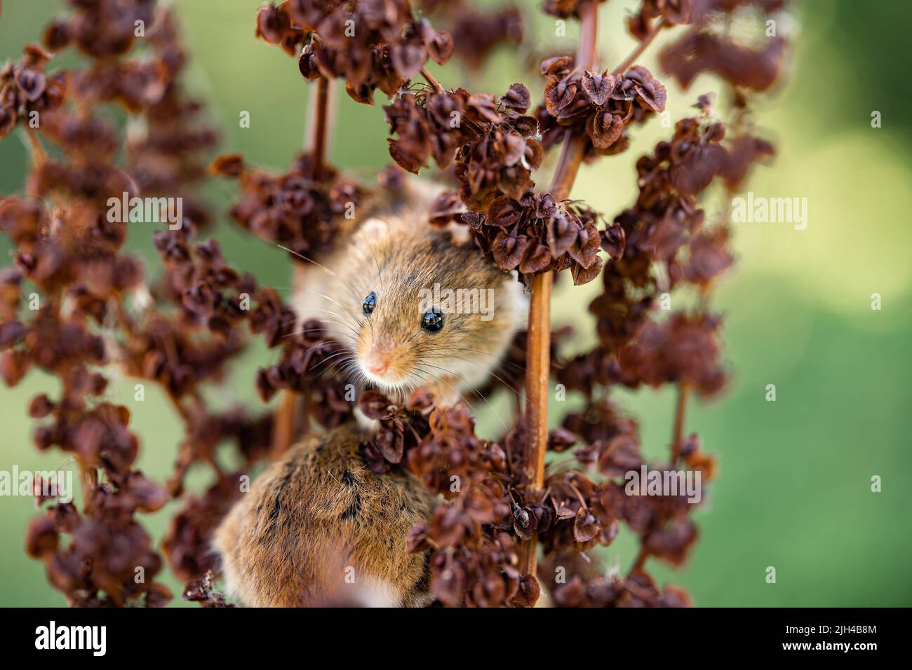 Eurasian Harvest Mice (Micromys minutus) climbing plants, UK Stock ...